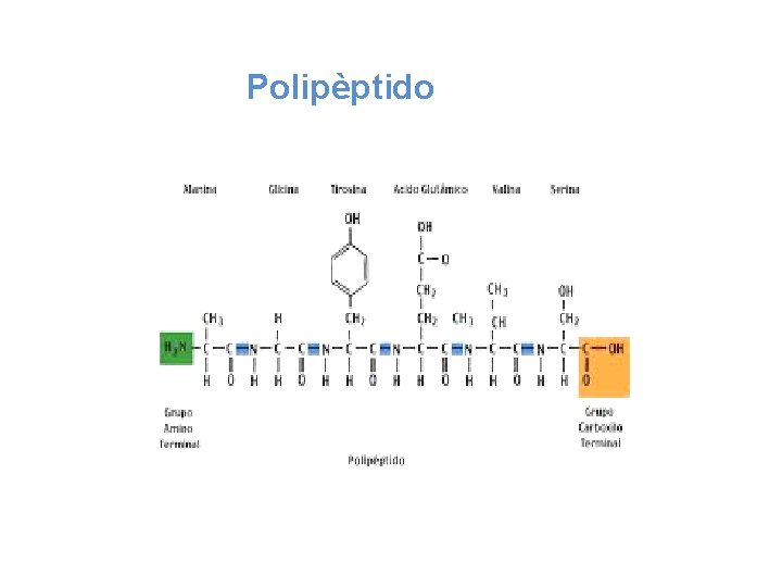 SEMANA 29 AMINOCIDOS Y PEPTIDOS ALFA AMINOCIDOS Son