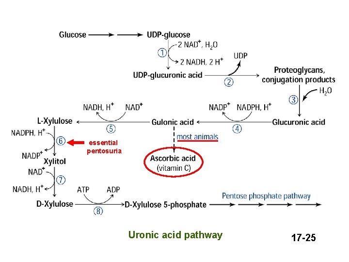 Fructose Metabolism Fructose can enter glycolysis and gluconeogenesis