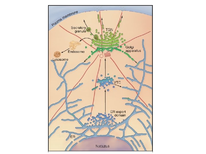Protein Processing in the Endoplasmic Reticulum Phyllis Hanson