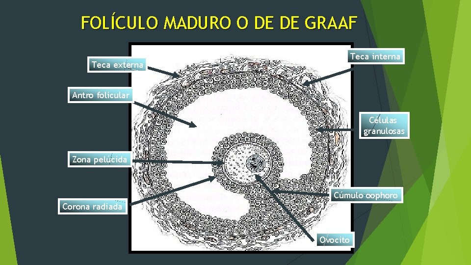 Eje hipotlamo hipfisis ovario Dr Danny Salazar Pousada