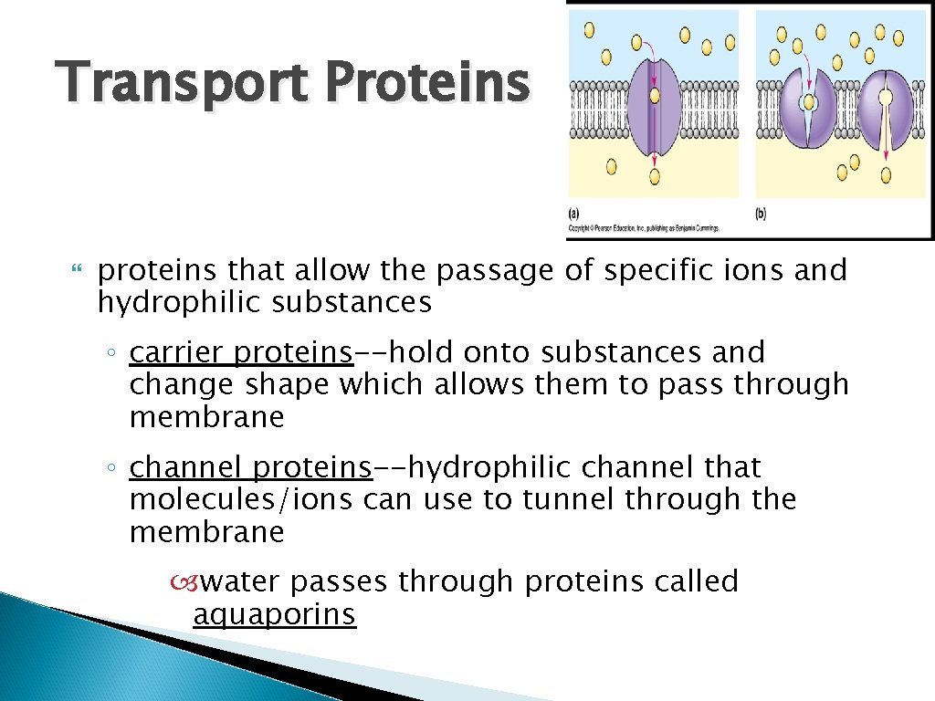 Cellular Membranes Chapter 7 Membrane Structure Composed of