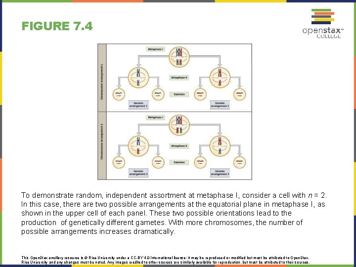 CONCEPTS OF BIOLOGY Chapter 7 THE CELLULAR BASIS