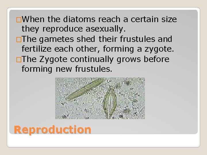 Diatoms By Jase Franke Domain Eukaryote Kingdom Chromalveolata