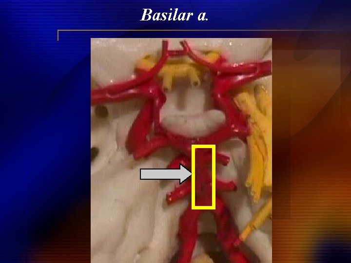 Lab Ex 46 47 Major Arteries Veins ARTERIES