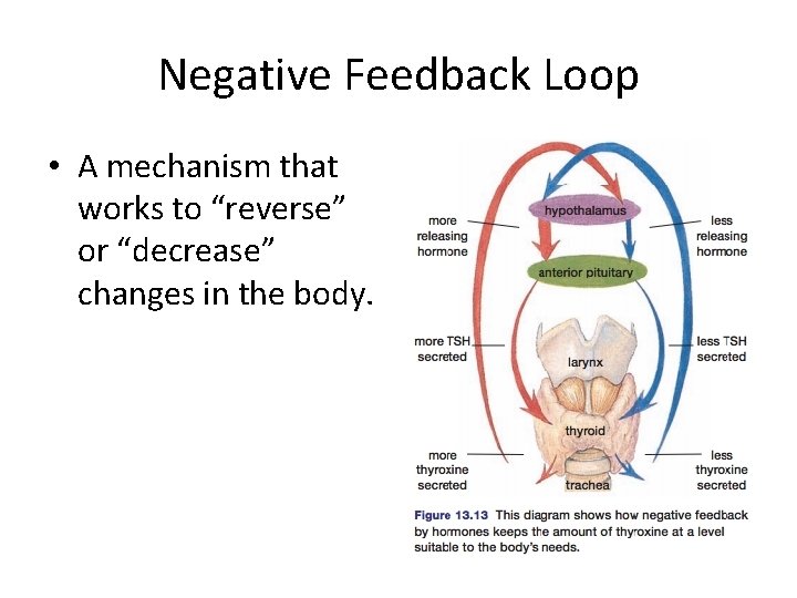 BIO 3201 Endocrine System Test Review ENDOCRINE SYSTEM