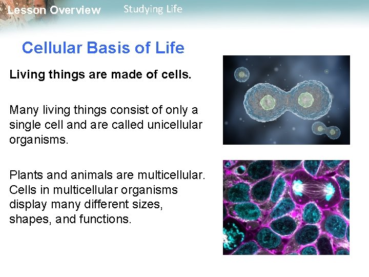 Lesson Overview Studying Life Lesson Overview 1 3