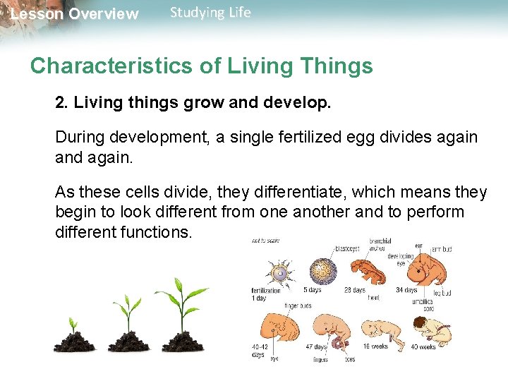 Lesson Overview Studying Life Lesson Overview 1 3