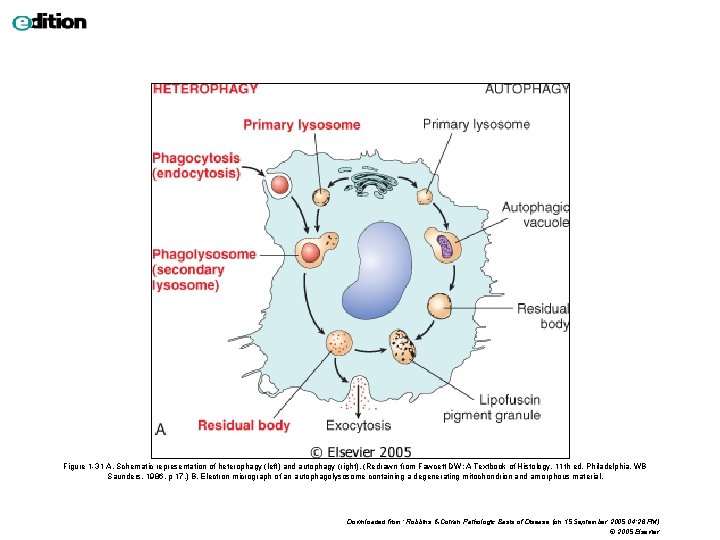 Figure 1 31 A Schematic representation of heterophagy