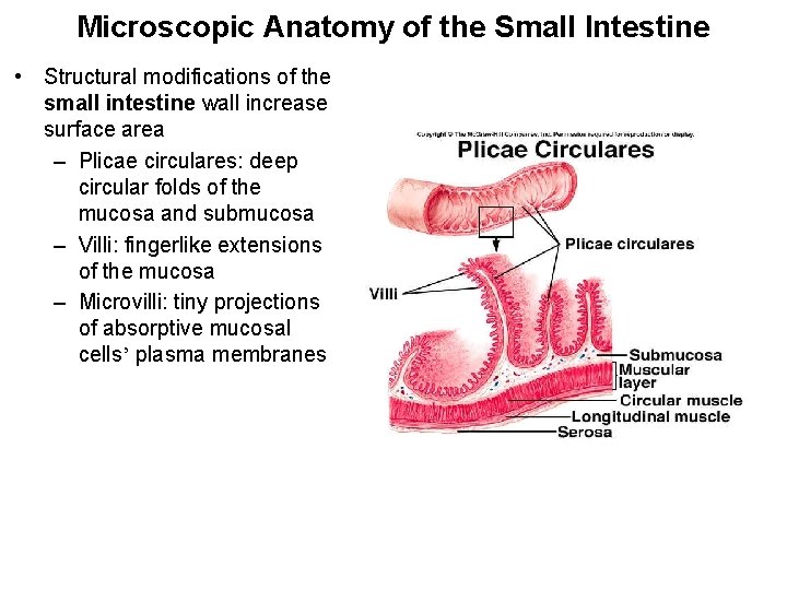 Anatomy and Histology of the GIT hollow organs
