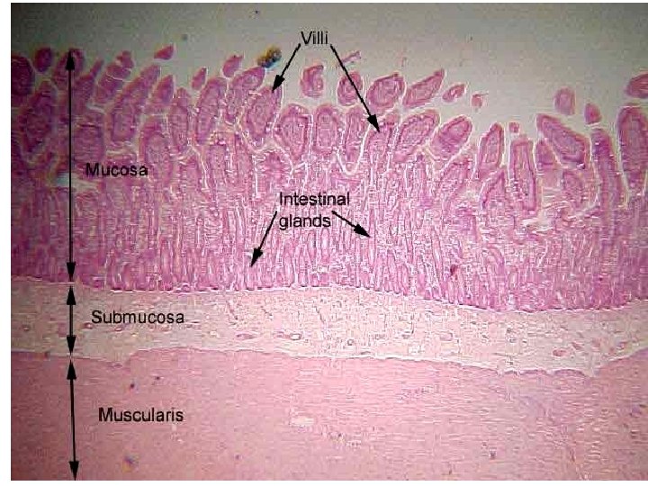 Anatomy and Histology of the GIT hollow organs