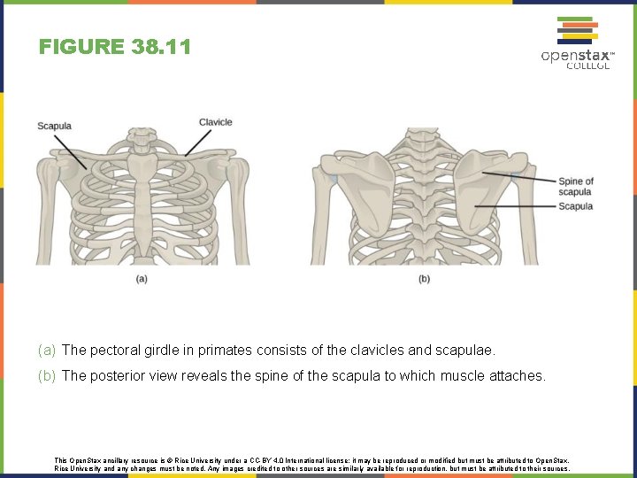 BIOLOGY Chapter 38 THE MUSCULOSKELETAL SYSTEM Power Point