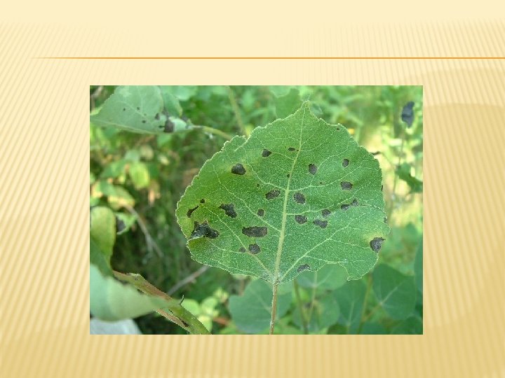 David rojas martinez TRABAJO SOBRE LA ENFERMEDAD VETURIA