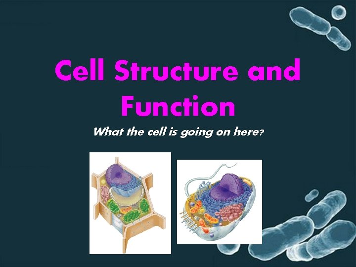 Cell Structure and Function What the cell is