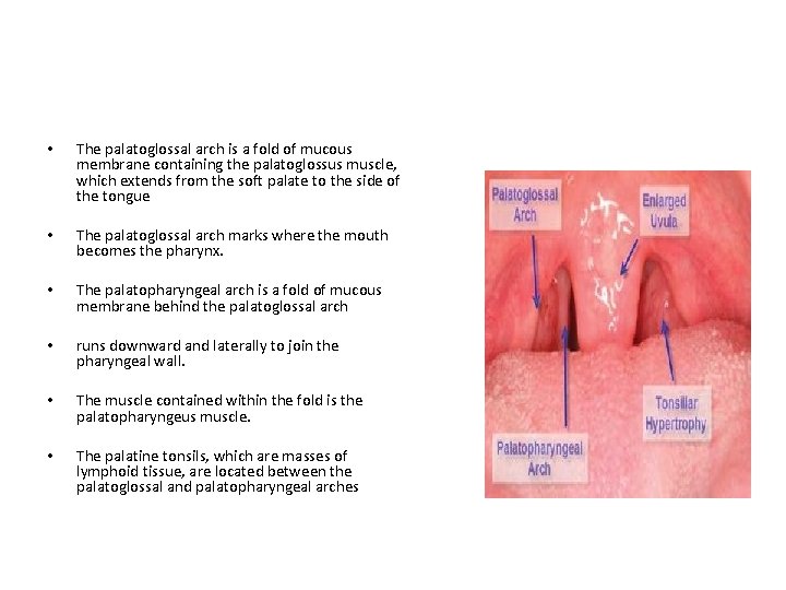 The Digestive System in the Head and Neck