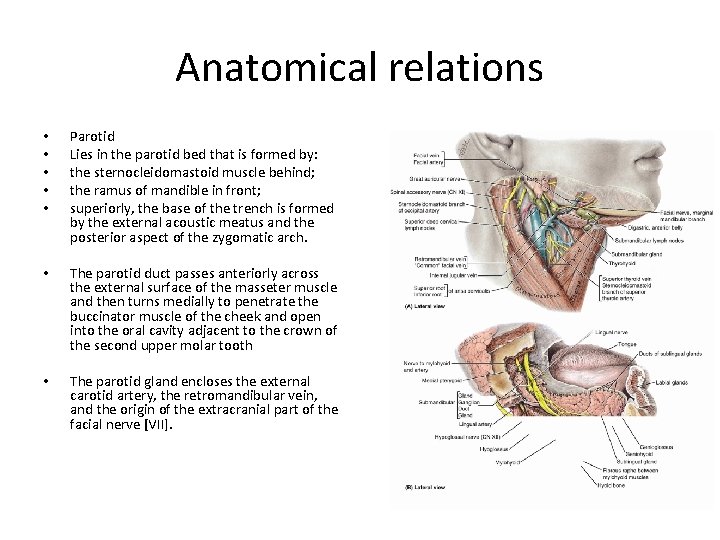 The Digestive System in the Head and Neck