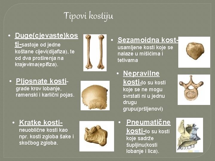 LOKOMOTORNI SISTEM Miii ovjeka Kosti ovjeka Veze izmeu