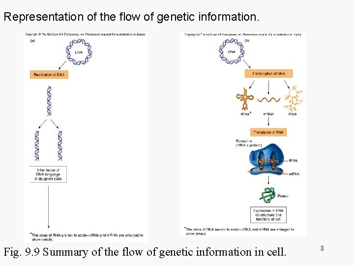 Power Point to accompany Microbiology A Systems Approach