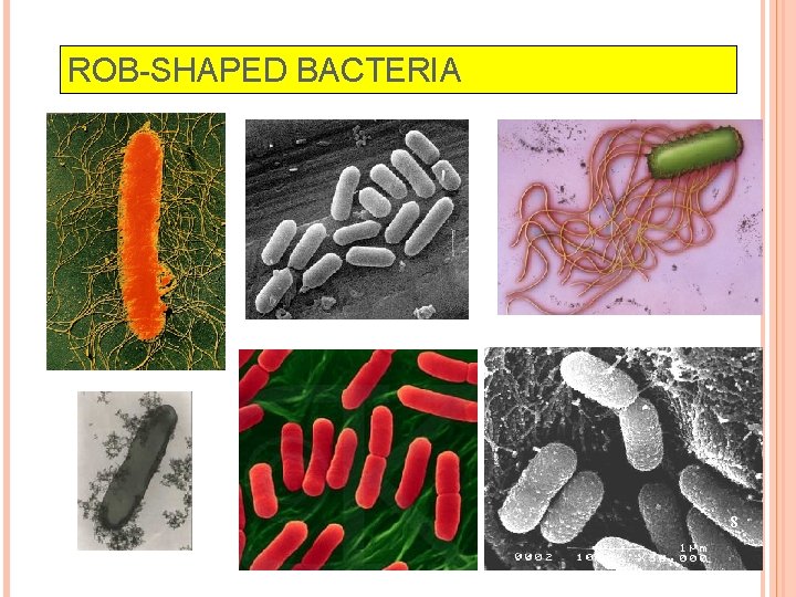 ASSIGNMENT3 CLASSIFICATION OF MICROBES 1 By Ms Neha