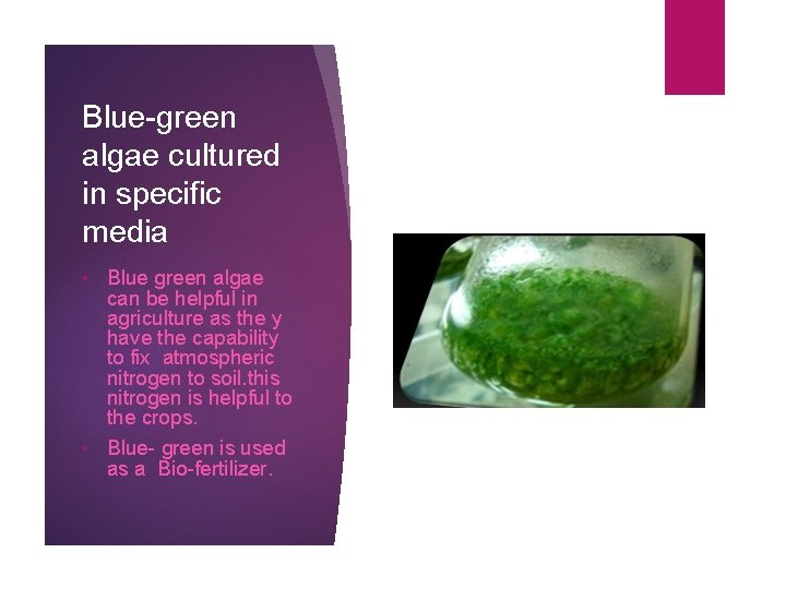 BIOFERTILIZER ITS IMPORTANCE IN AGRICULTURE AND ADVANTAGES J