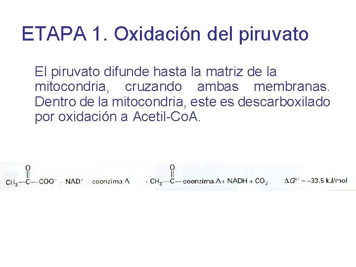 METABOLISMO DEL PIRUVATO En los organismos anaerobios o