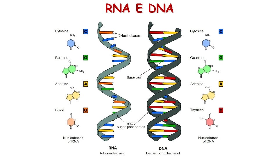 Il DNA e il codice genetico Il DNA