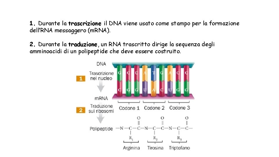 Il DNA e il codice genetico Il DNA