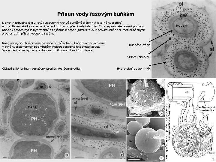 Lichenologie 4 Interakce houby a fotobionta Sekundrn metabolity