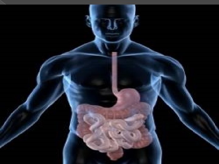 Exploration biochimique du tube digestif Estomac intestin et