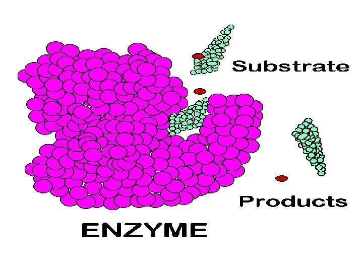 Enzymes Most reactions take place in a number