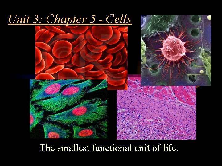 Unit 3 Chapter 5 Cells The smallest functional