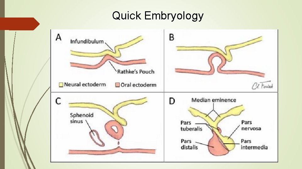 Pituitary Gland Overview Quick Embryology Quick Anatomy 1