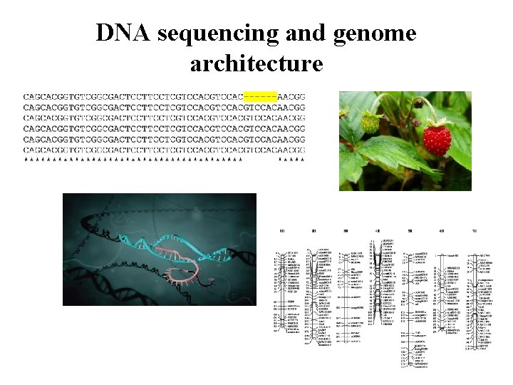 DNA sequencing and genome architecture Steps in Genetic