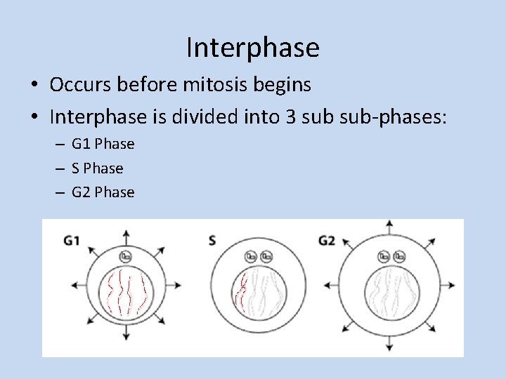 Mitosis H Biology Lane Tech What is the