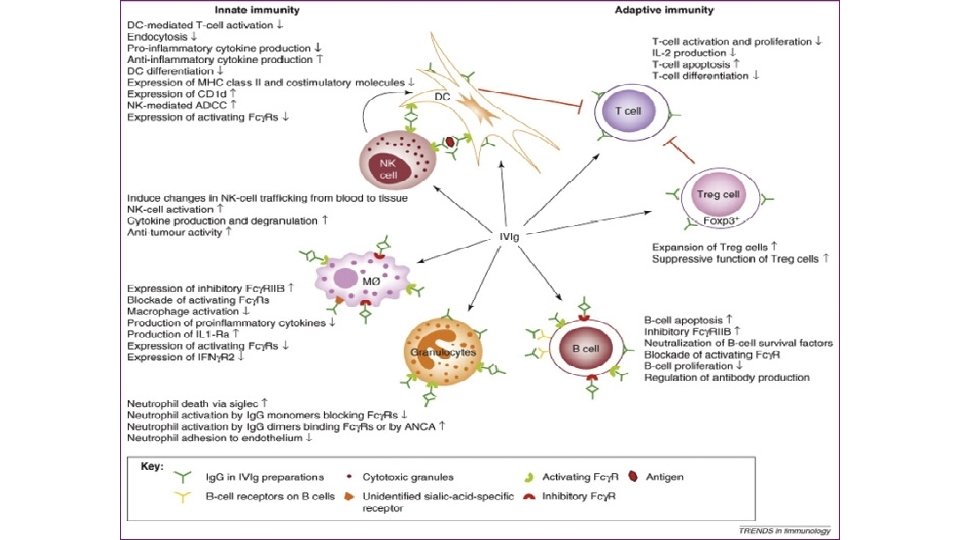 Immunoglobulin Therapy in Primary Immunodeficiencies By Angela Migowa