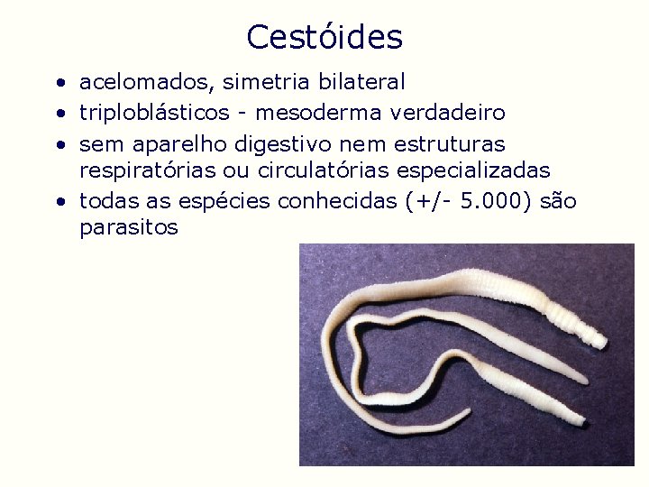 Cestides acelomados simetria bilateral triploblsticos mesoderma ...