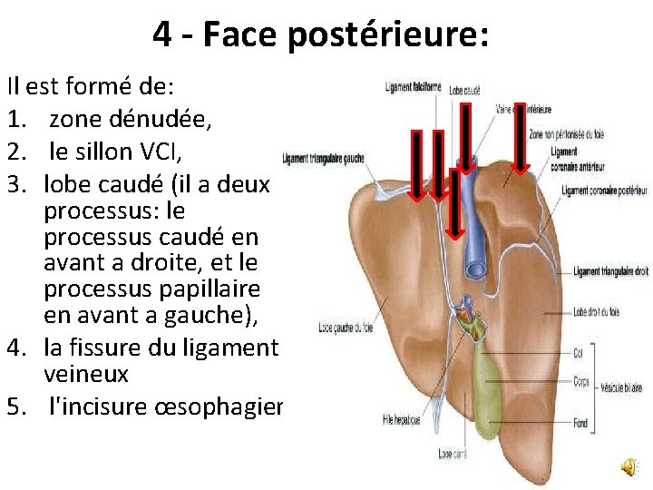 Anatomie du foie 1 Site 2 Forme 3