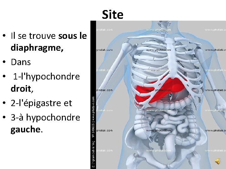 Anatomie du foie 1 Site 2 Forme 3