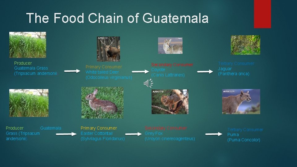 EthnoEcology of Central America BY ADRIAN KRISTIAN ANDREW