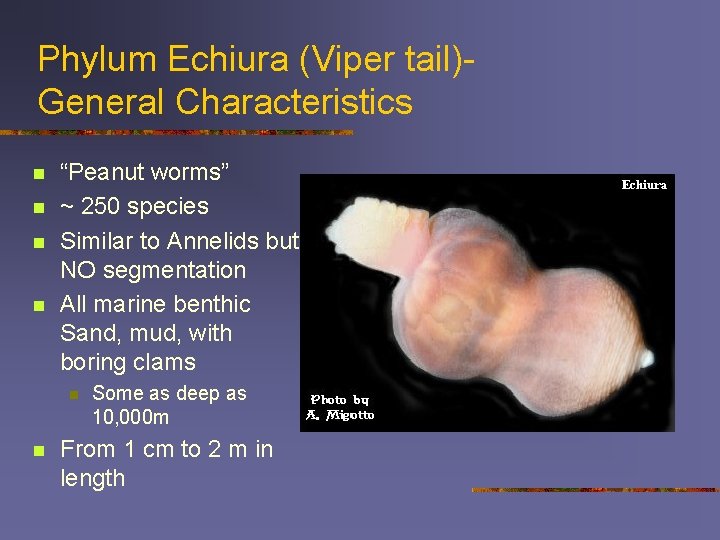 ZOO 115 Invertebrate Zoology Phylum Echiura Phylum Echiura