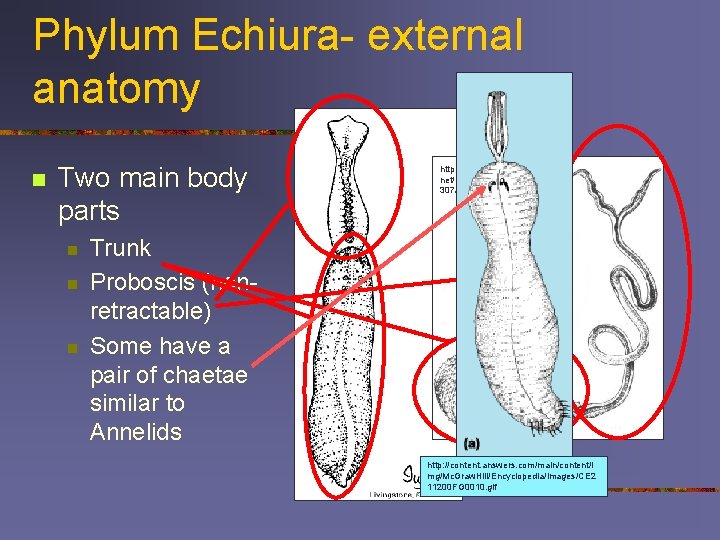 ZOO 115 Invertebrate Zoology Phylum Echiura Phylum Echiura