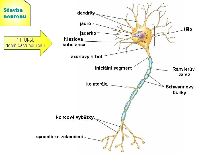 NERVOV SOUSTAVA SCHMATA OBRZKY 1 Jak chuov poitek
