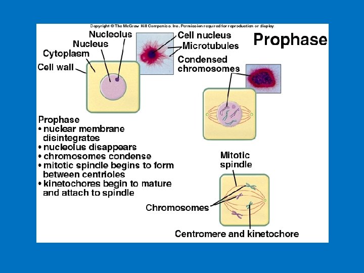 La meccanica della mitosi INTERPHASE PROPHASE Centrosomes with