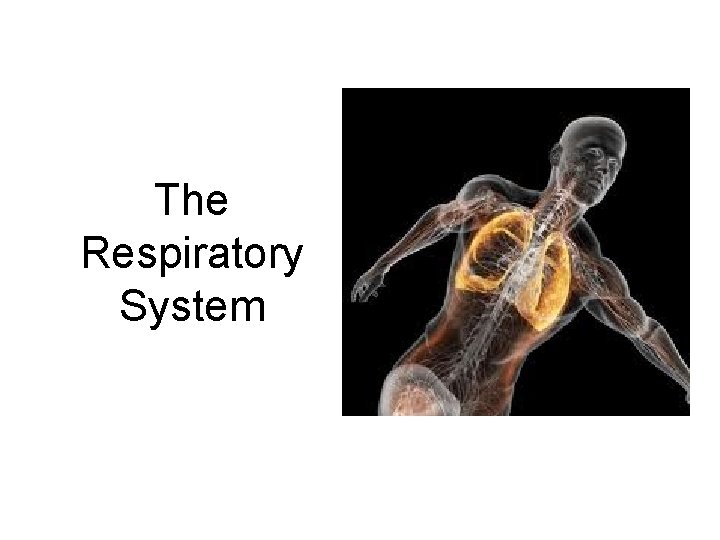 The Respiratory System Review Cellular Respiration Process by