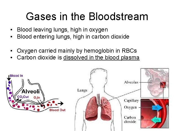 The Respiratory System Review Cellular Respiration Process by