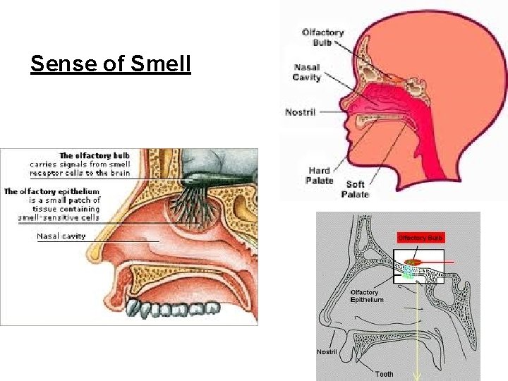 The Respiratory System Review Cellular Respiration Process by