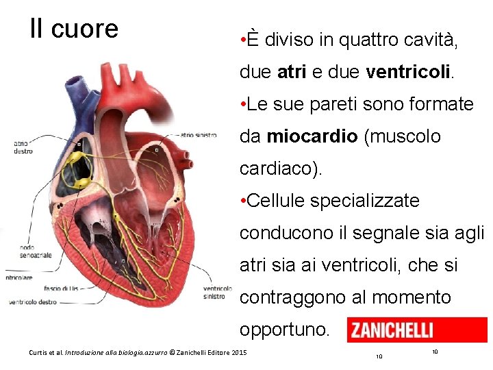 1 Il sistema circolatorio 2 Il sistema circolatorio