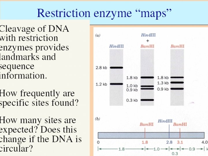 General Genetics Lab 7 Restriction Enzymes Objectives 1