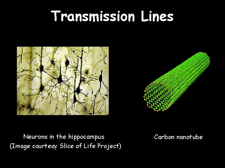 Transmission Lines Neurons in the hippocampus Image courtesy