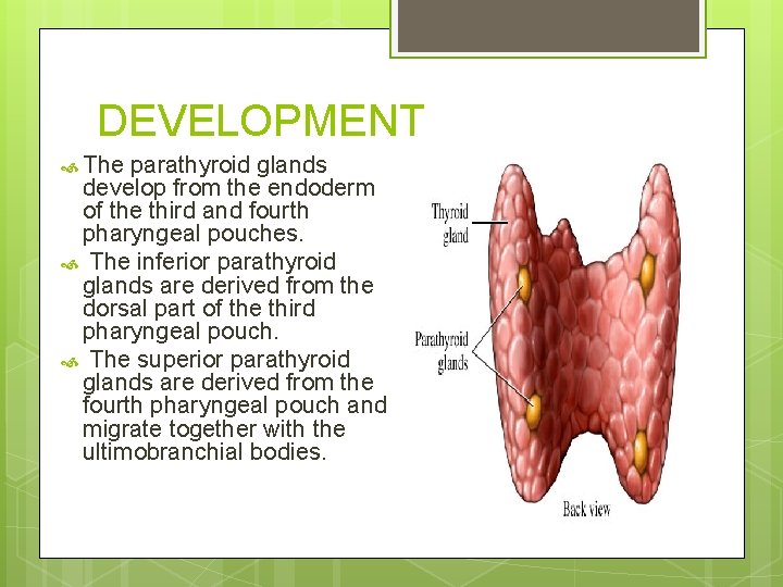 ANATOMY AND PHYSIOLOGY OF PARATHYROID GLAND DEVELOPMENT The