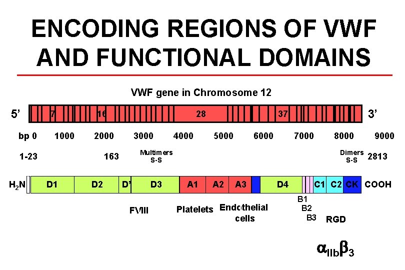 Molecular Genetics in the Von Willebrand disease Ghasem